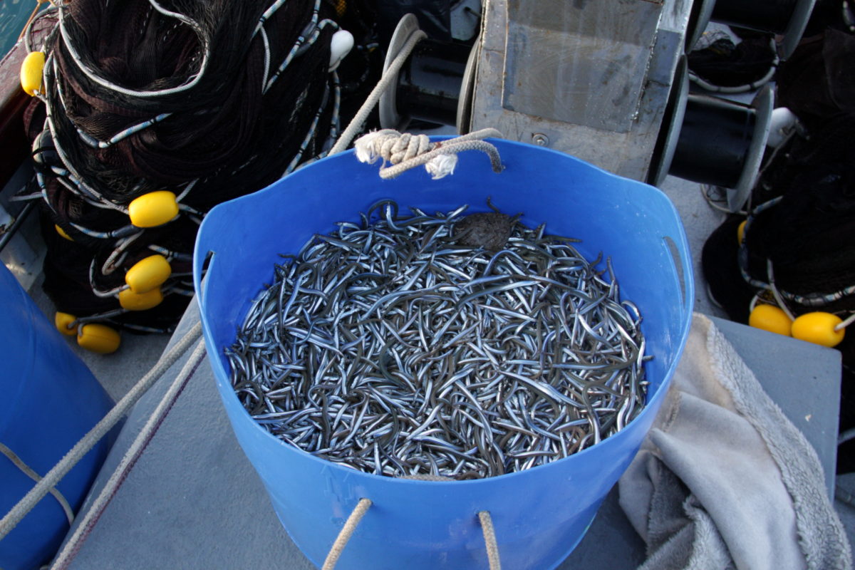 Aturen la pesca de sonso dos mesos abans del previst per falta de ...