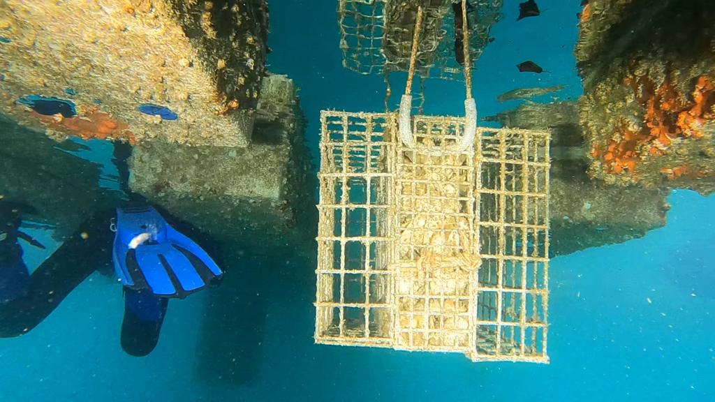 Els biohuts a Sant Feliu de Guíxols contribueixen a regenerar la ...