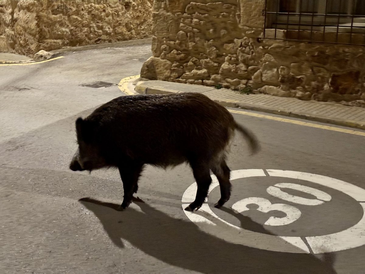 Vídeo: Un porc senglar es passeja tranquilament per un carrer de Pals ...