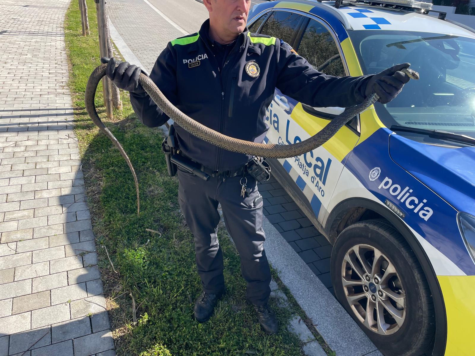 La Policia de Platja d'Aro retira una serp verda de s'Agaró per evitar ...